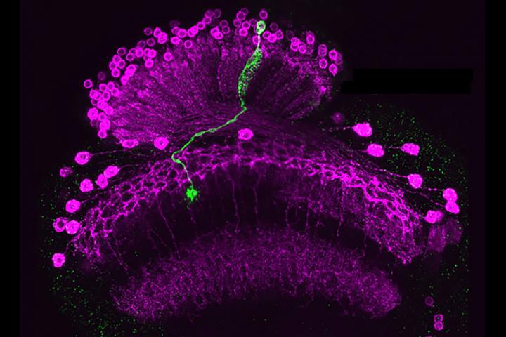 Fruit Fly Neuron [IMAGE] | EurekAlert! Science News Releases