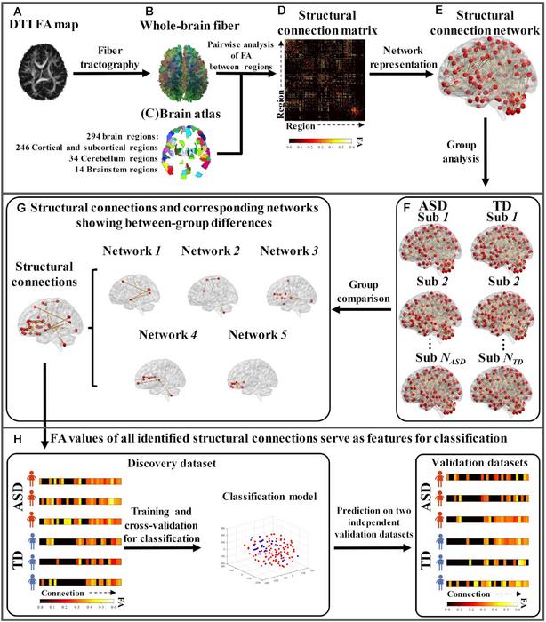 Flow chart of ASD identificati [IMAGE] | EurekAlert! Science News Releases
