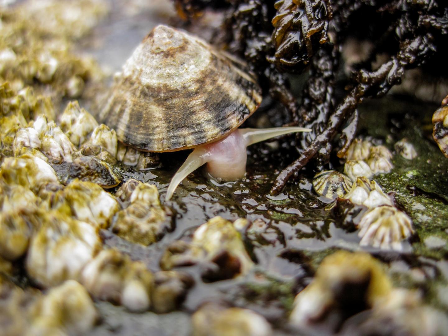 Ocean Snails Vegetarian Sea Snails Help Marine Community R