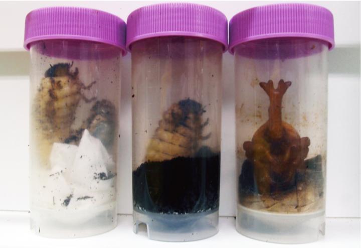 A Rearing Method Using Plastic [IMAGE] | EurekAlert! Science News Releases