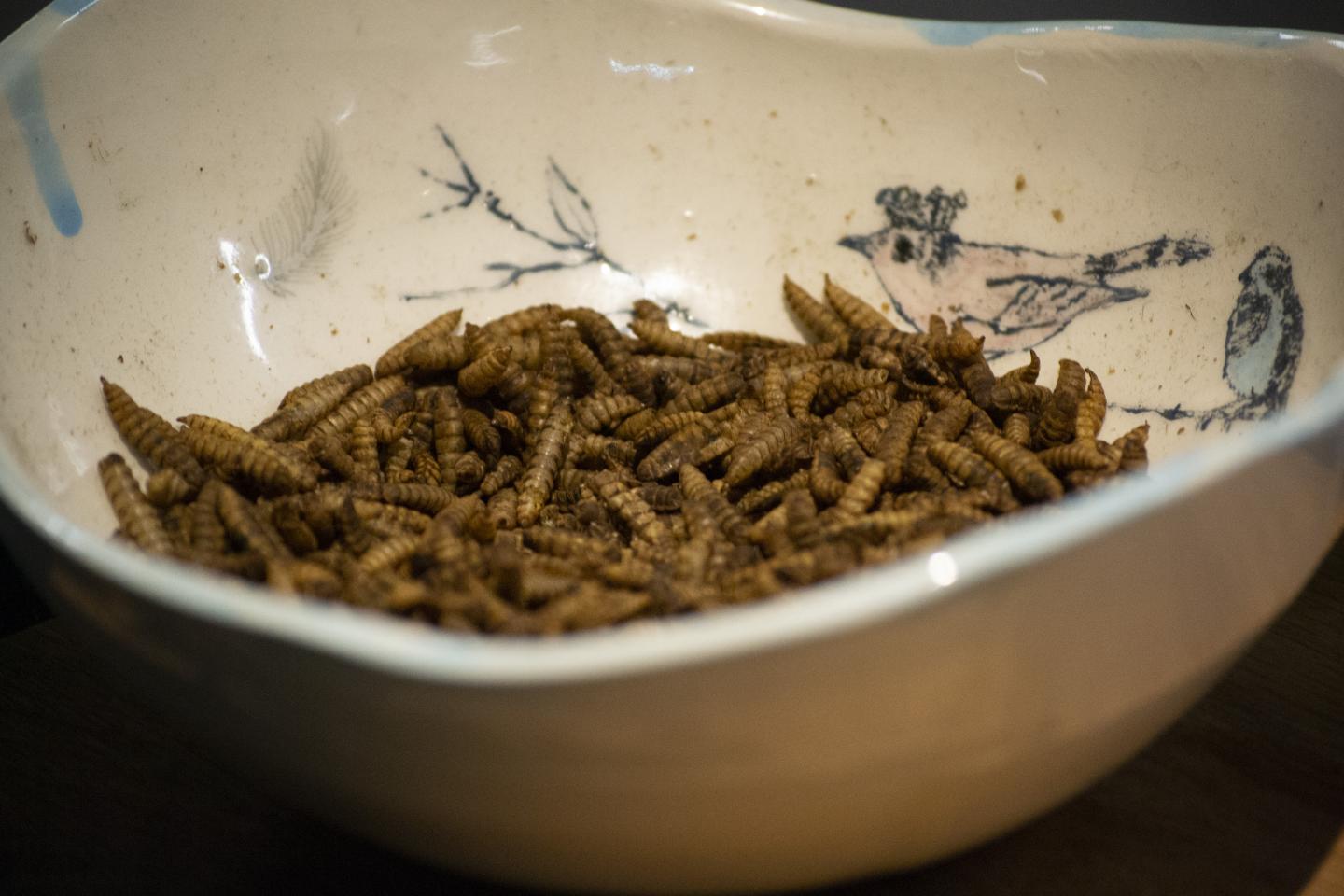 Waiter! This soup is not fly | EurekAlert!