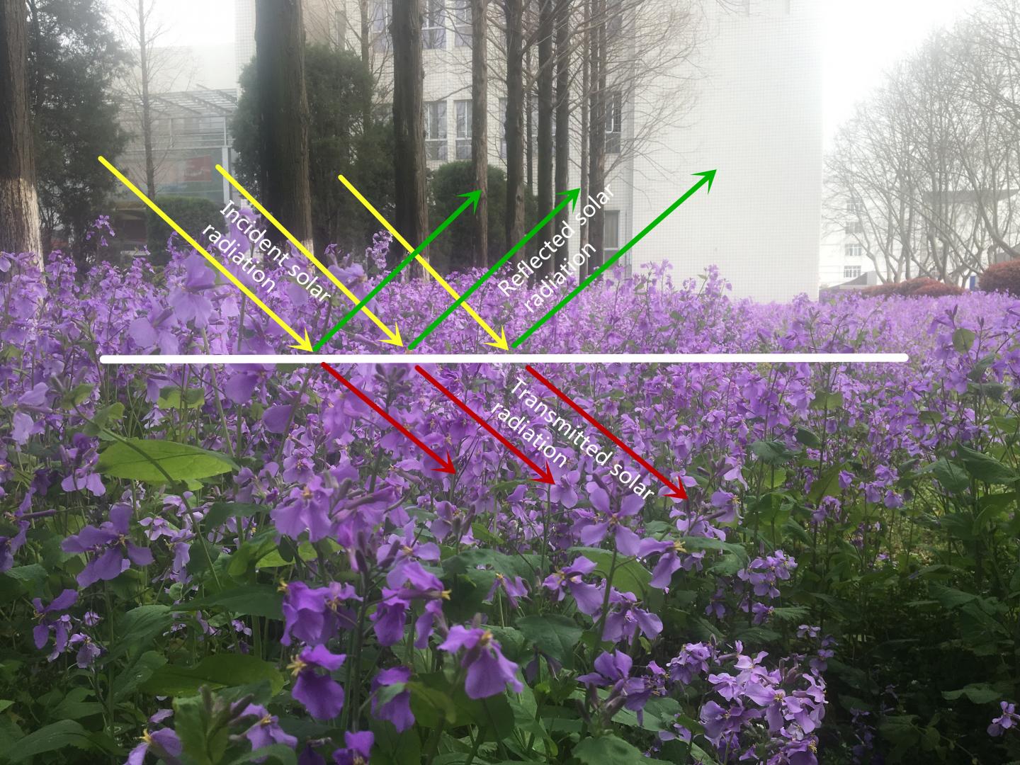 Illustration of Canopy Radiati [IMAGE] | EurekAlert! Science News Releases