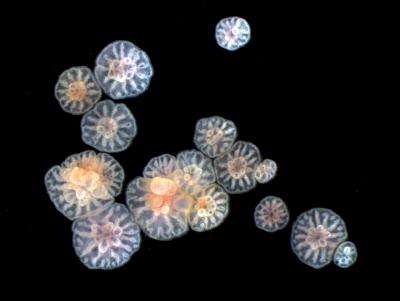 Coral Embryos Clone Themselves [IMAGE] | EurekAlert! Science News Releases