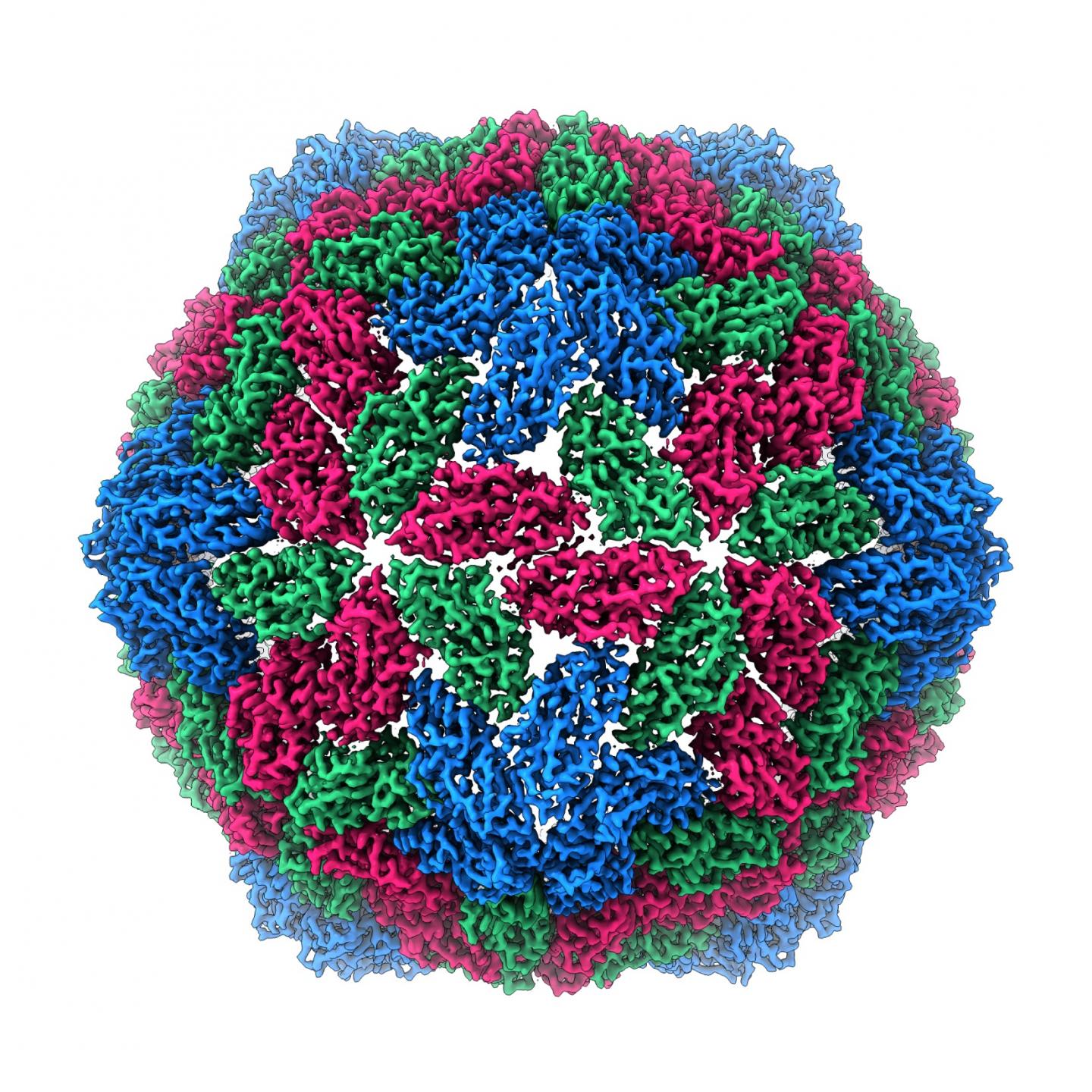 Luteo Virus [IMAGE] | EurekAlert! Science News Releases