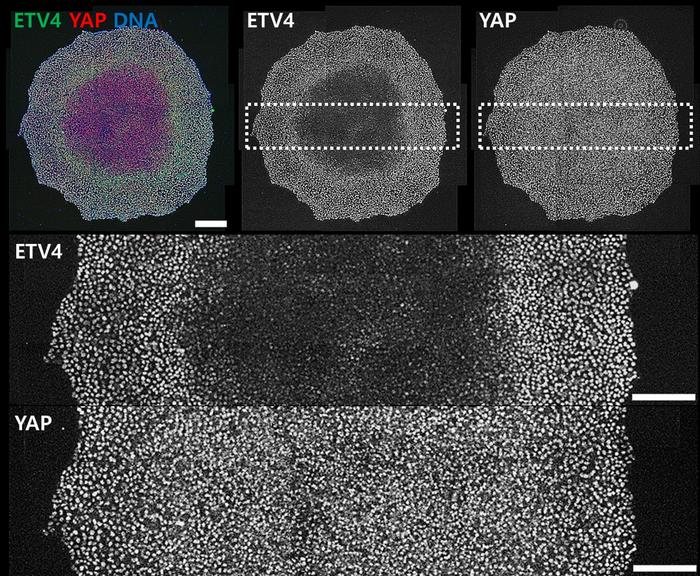 A new mechanical transducer was revealed | EurekAlert!