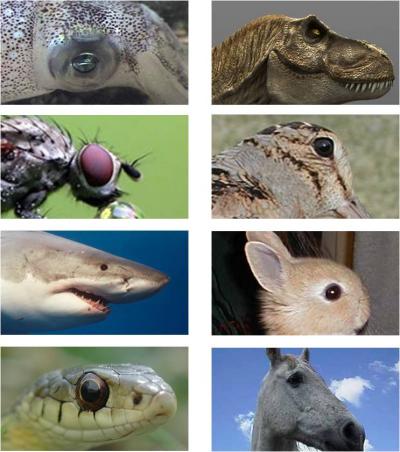 Sideways-Facing Eyes [IMAGE] | EurekAlert! Science News Releases