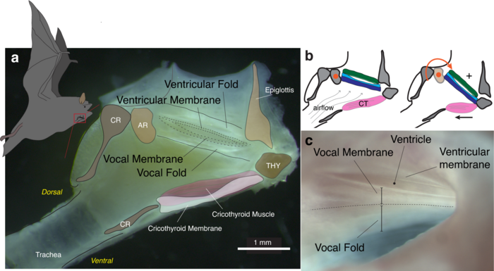figure 1 [IMAGE] | EurekAlert! Science News Releases