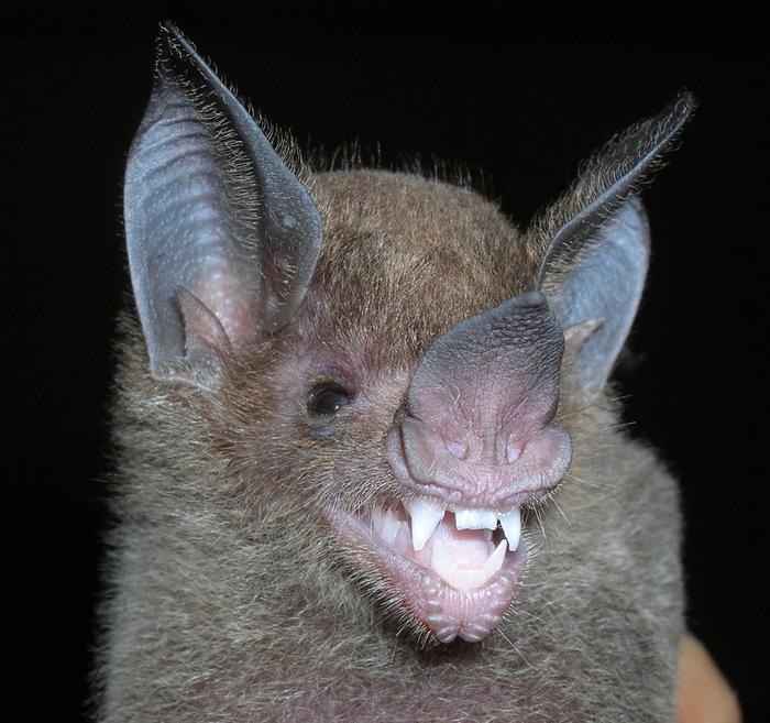 Omnivorous Bat Image Eurekalert Science News Releases