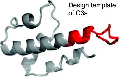 C3a Protein [IMAGE] | EurekAlert! Science News Releases