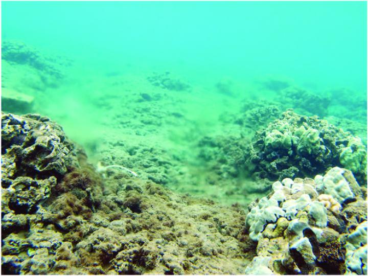 Submarine Groundwater Discharg [IMAGE] | EurekAlert! Science News Releases