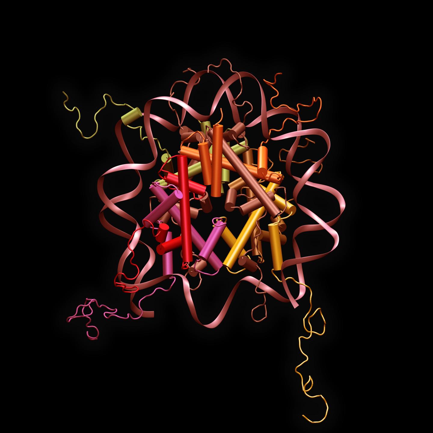 Nucleosome [IMAGE] | EurekAlert! Science News Releases