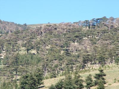 Dieback of Atlas Cedar Trees i [IMAGE] | EurekAlert! Science News Releases