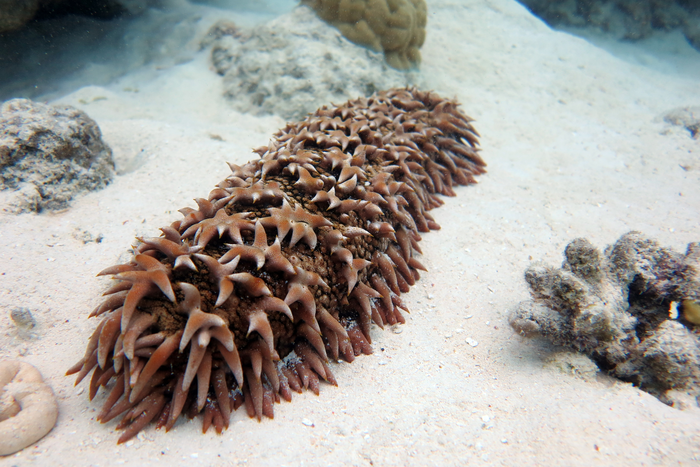 Endangered delicacy: tropical sea cucumbers i | EurekAlert!