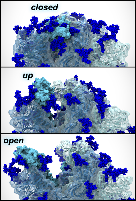 Spike Protein [IMAGE] | EurekAlert! Science News Releases