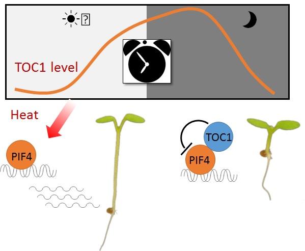 Plant Response to Elevated Tem [IMAGE] | EurekAlert! Science News Releases