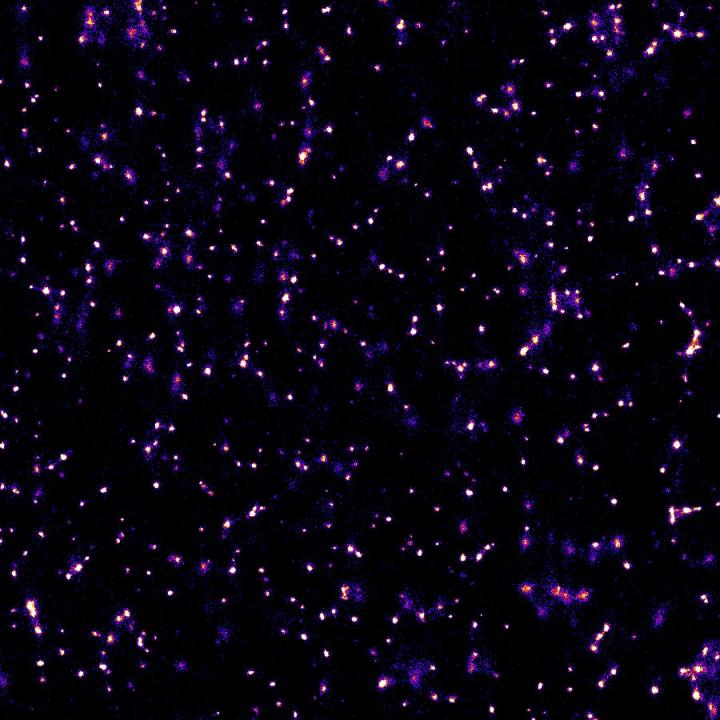 Super-Resolution Microscopy Im [IMAGE] | EurekAlert! Science News Releases