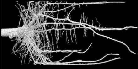 Maize Root System [IMAGE] | EurekAlert! Science News Releases