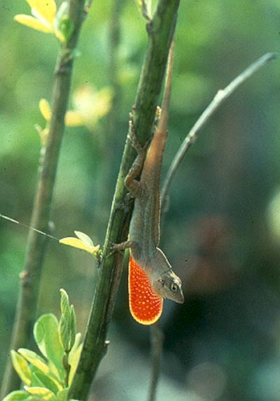 Lizards, Leg-Length, and Rapid Natural Select | EurekAlert!