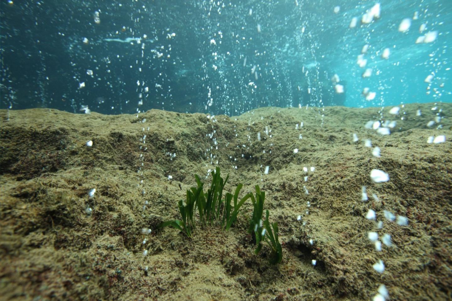 A more acidic ocean will bend the mermaid's w | EurekAlert!