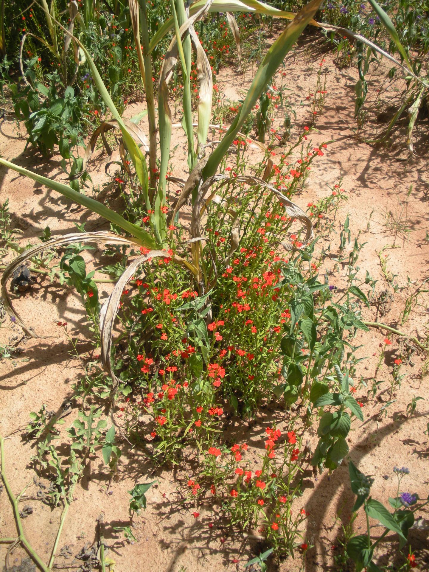 Striga [IMAGE] | EurekAlert! Science News Releases