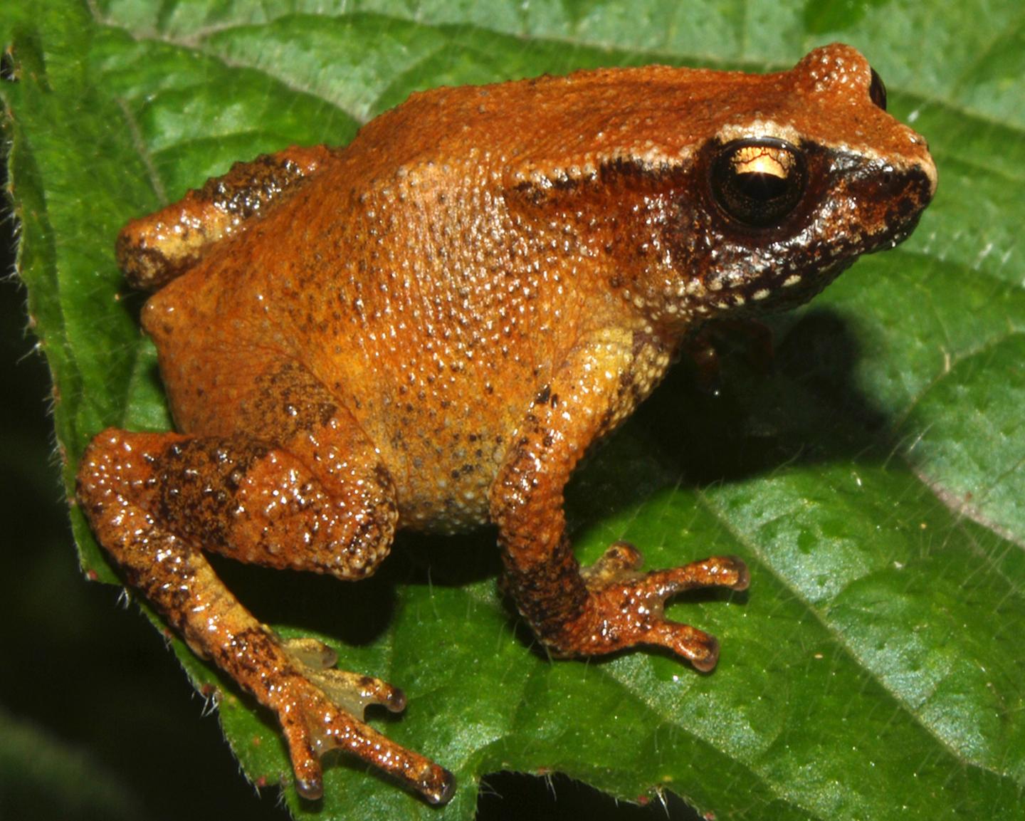 New tiny arboreal toad species from India is | EurekAlert!