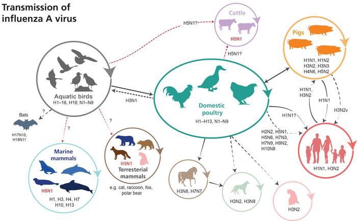 Transmission of Influenza A vi [IMAGE] | EurekAlert! Science News Releases