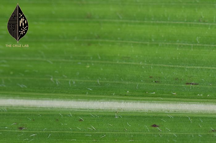 Purdue University's Cruz Lab p [IMAGE] | EurekAlert! Science News Releases