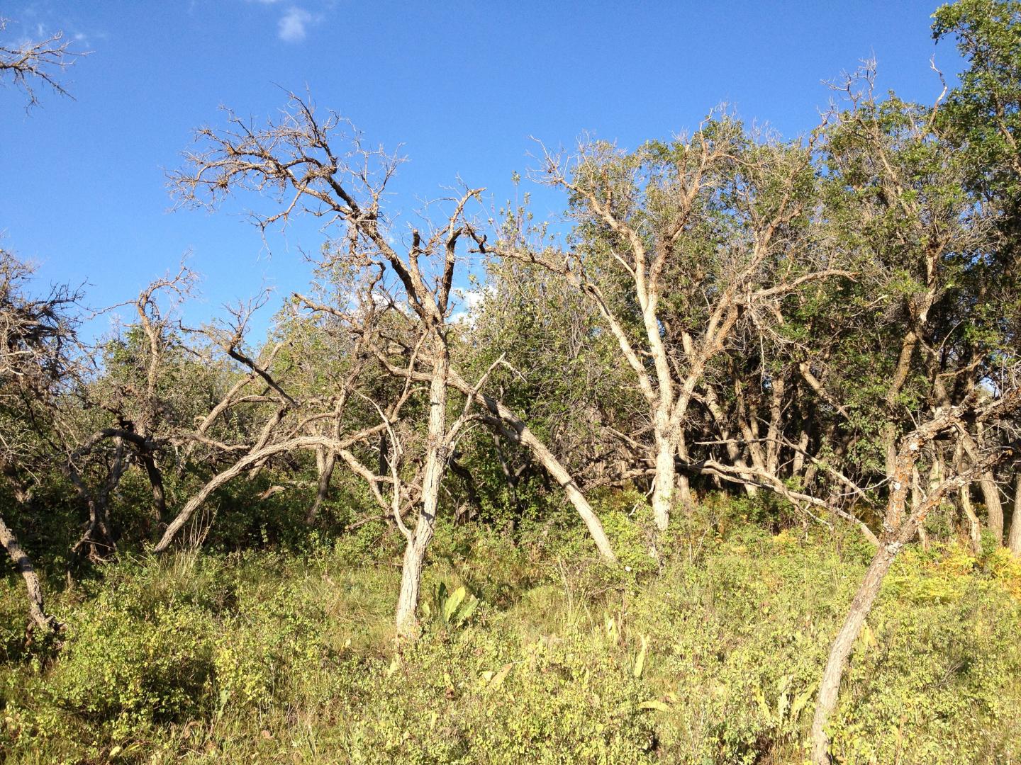 Drought's Legacy on Trees Is Worth Modeling ( | EurekAlert!