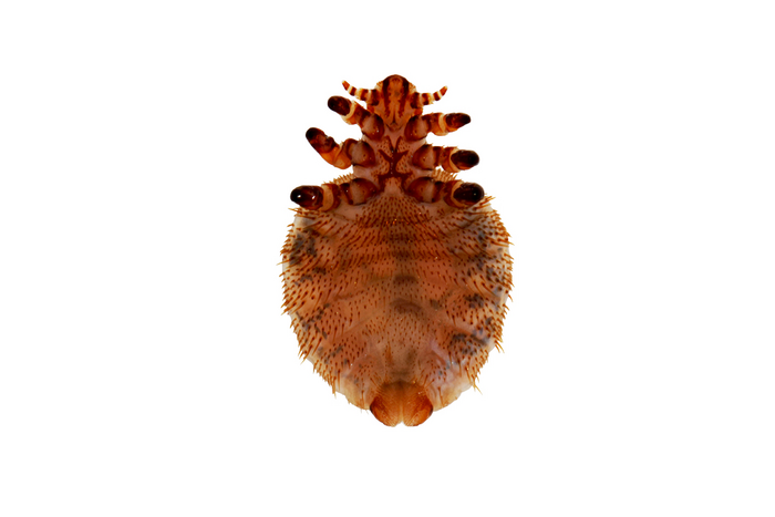 SEAL LOUSE [IMAGE] | EurekAlert! Science News Releases
