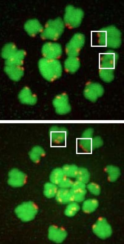 Centromere Cohesion A Factor i [IMAGE] | EurekAlert! Science News Releases