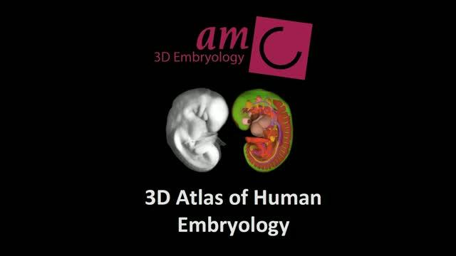 Interactive Map of the Developing Human Embry | EurekAlert!
