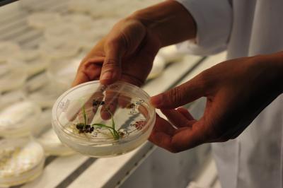 Biologists Try to Give Rice a [IMAGE] | EurekAlert! Science News Releases