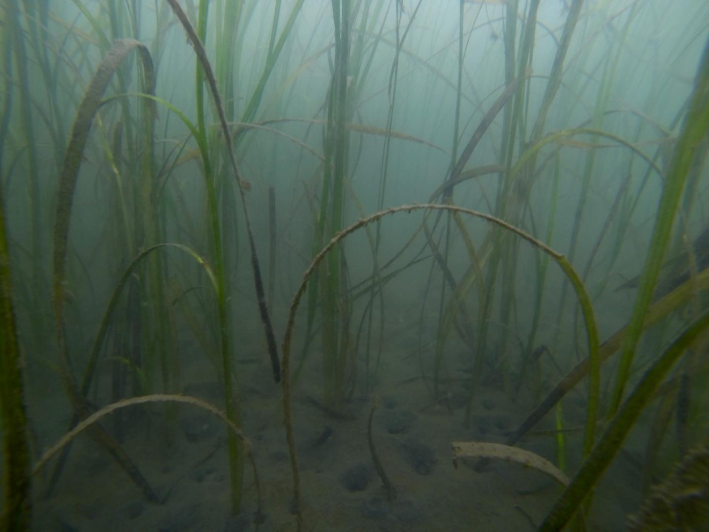 Seagrass Habitat in Possession [IMAGE] | EurekAlert! Science News Releases