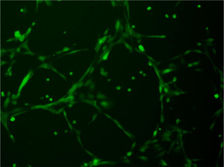 ATF6-activated Human Stem Cell [IMAGE] | EurekAlert! Science News Releases
