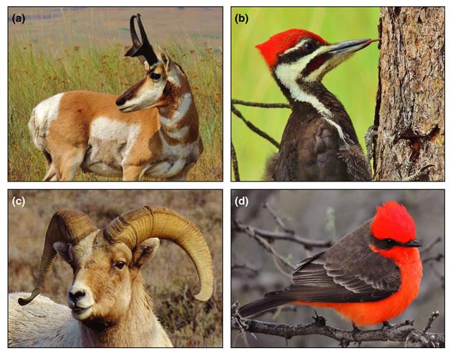 Birds and Mammals [IMAGE] | EurekAlert! Science News Releases