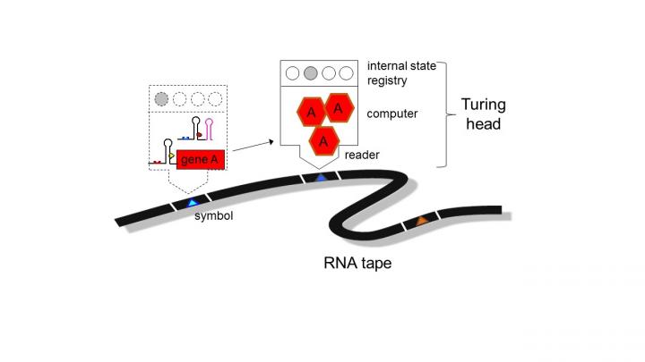 Figure Showing RNA Sequence of [IMAGE] | EurekAlert! Science News Releases
