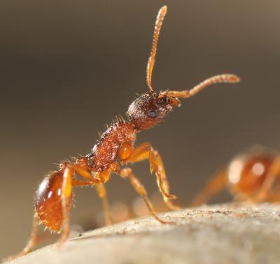 Common Red Ant [IMAGE] | EurekAlert! Science News Releases