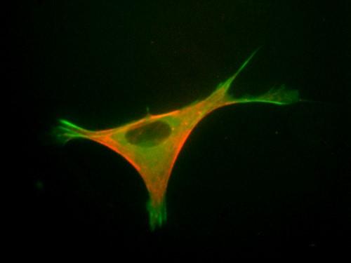 Mouse Cell [IMAGE] | EurekAlert! Science News Releases