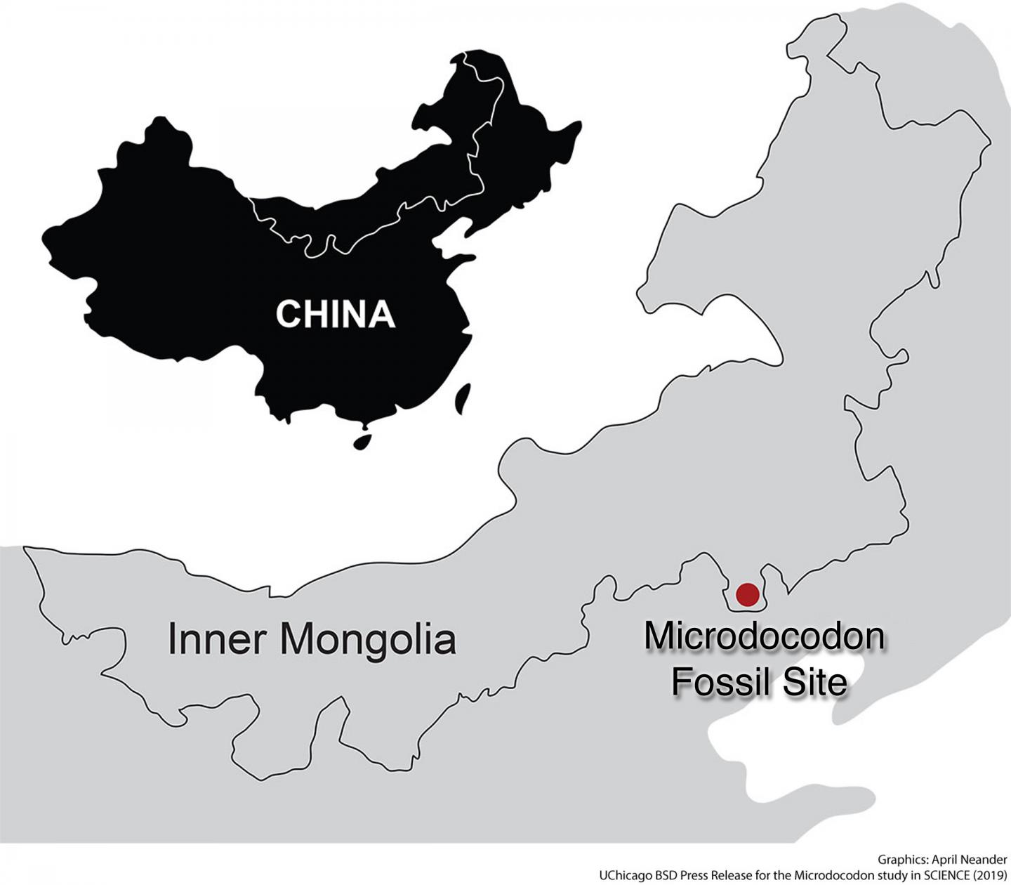 Early Mammal Fossil Reveals the Evolutionary | EurekAlert!