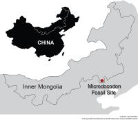 Early Mammal Fossil Reveals the Evolutionary | EurekAlert!