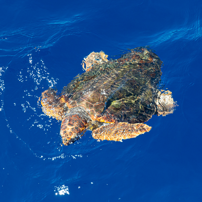 Sea turtle-1_Philip Miller [IMAGE] | EurekAlert! Science News Releases