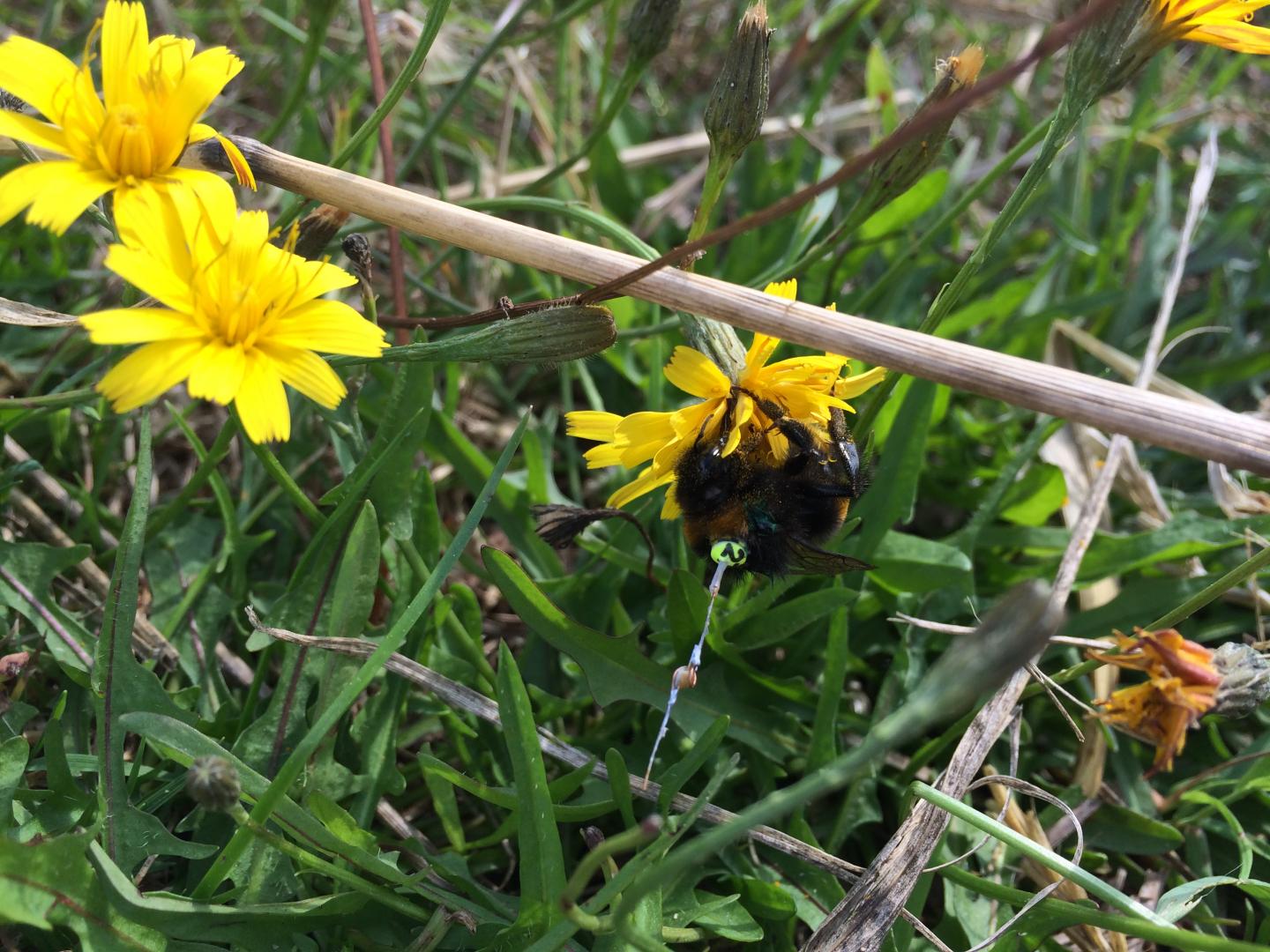 Queen Bumblebee 2 [IMAGE] | EurekAlert! Science News Releases
