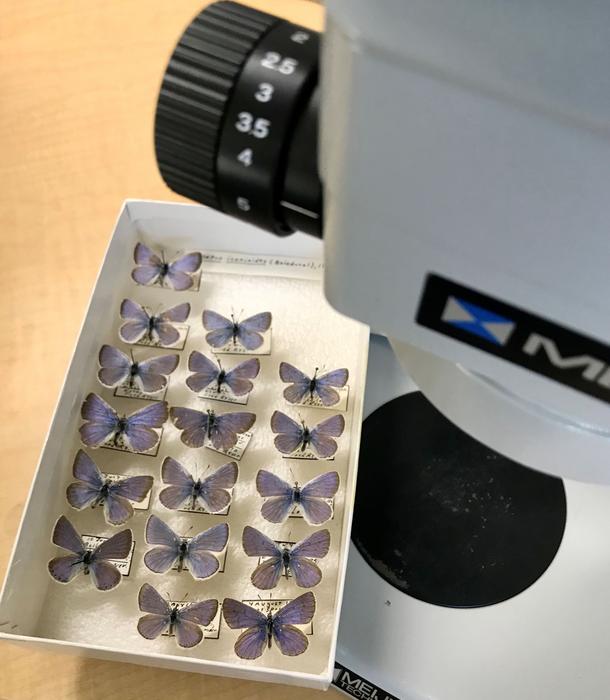 Butterfly samples under a micr [IMAGE] | EurekAlert! Science News Releases
