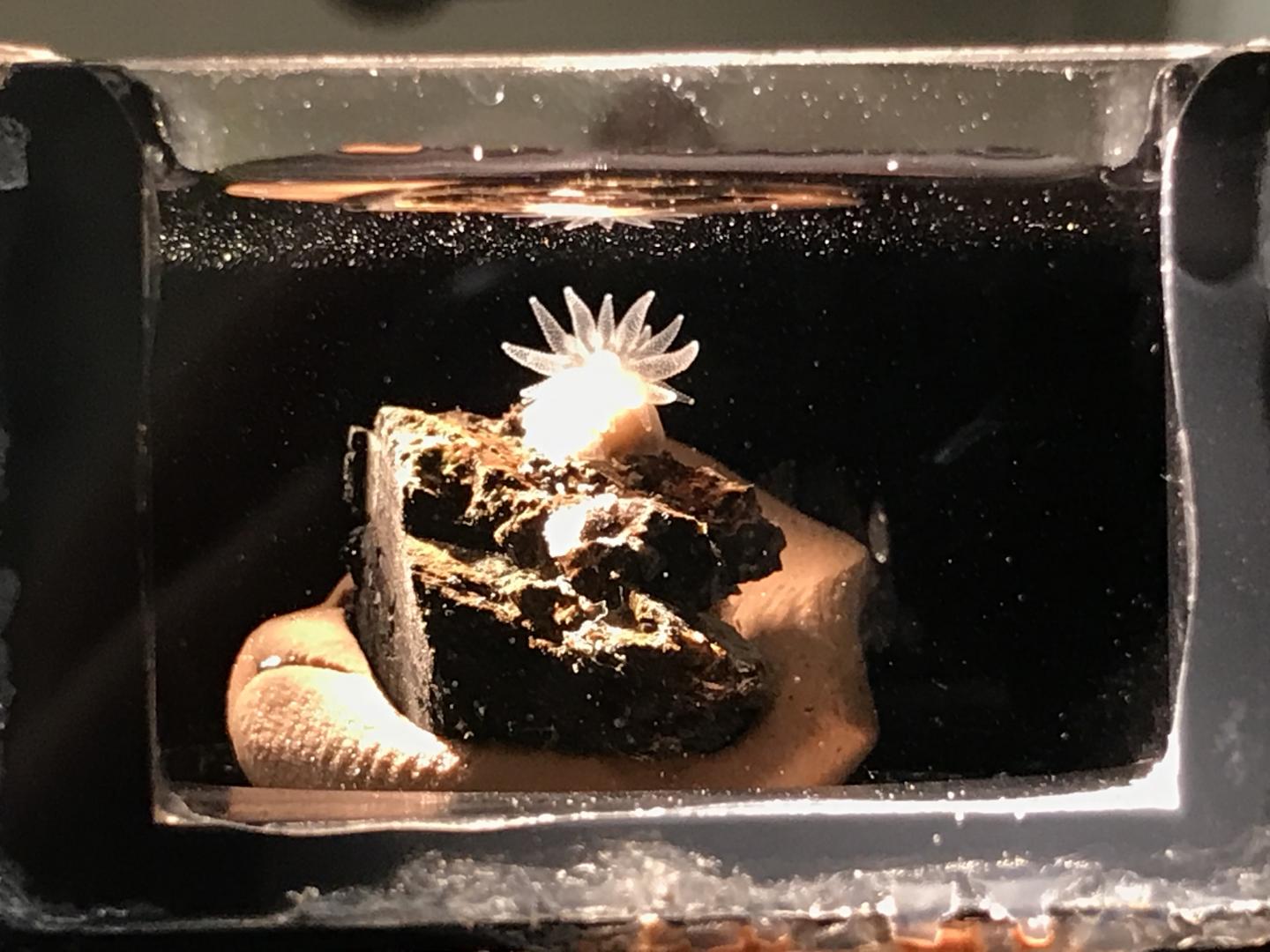 Astrangia coral polyp in the s [IMAGE] | EurekAlert! Science News Releases