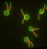 Green Algae Genome Gives History Lesson (5 of | EurekAlert!