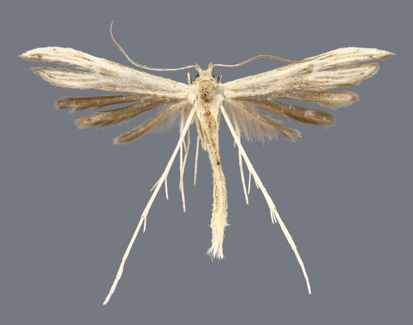 Plume Moths Named for Unusual, [IMAGE] | EurekAlert! Science News Releases