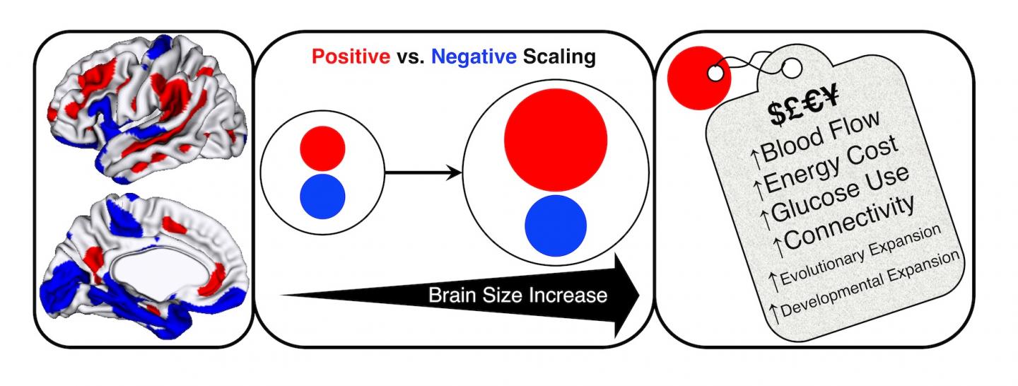 Scaling Infographic [IMAGE] | EurekAlert! Science News Releases