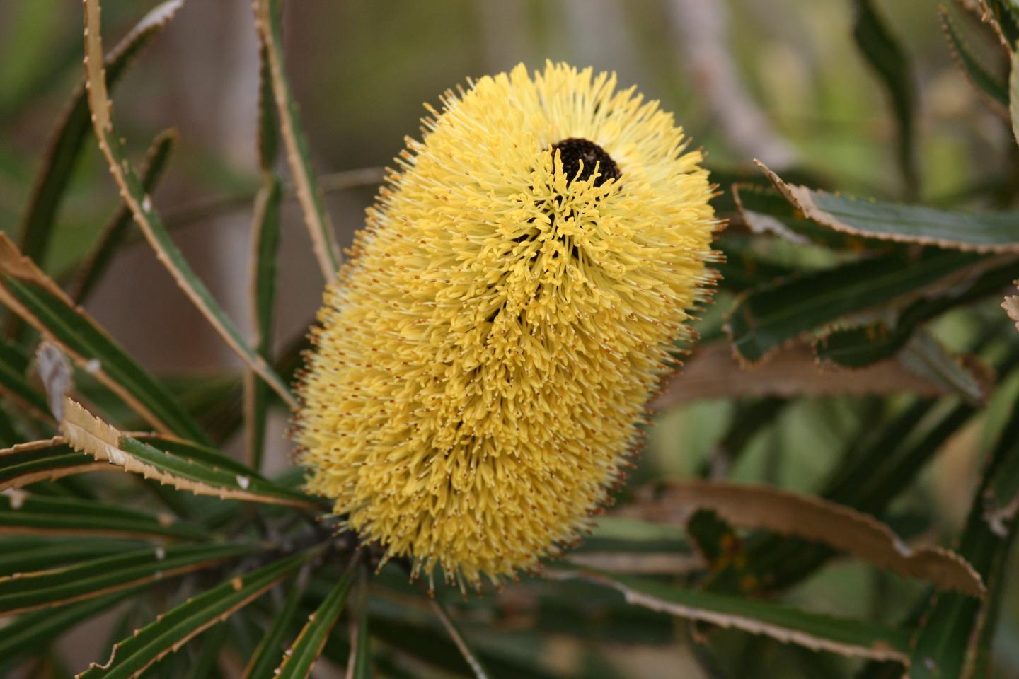 Banksia attenuata [IMAGE] | EurekAlert! Science News Releases