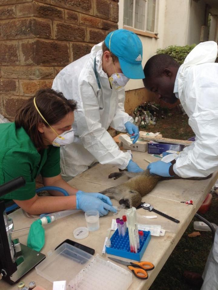 Wildlife Sampling [IMAGE] | EurekAlert! Science News Releases