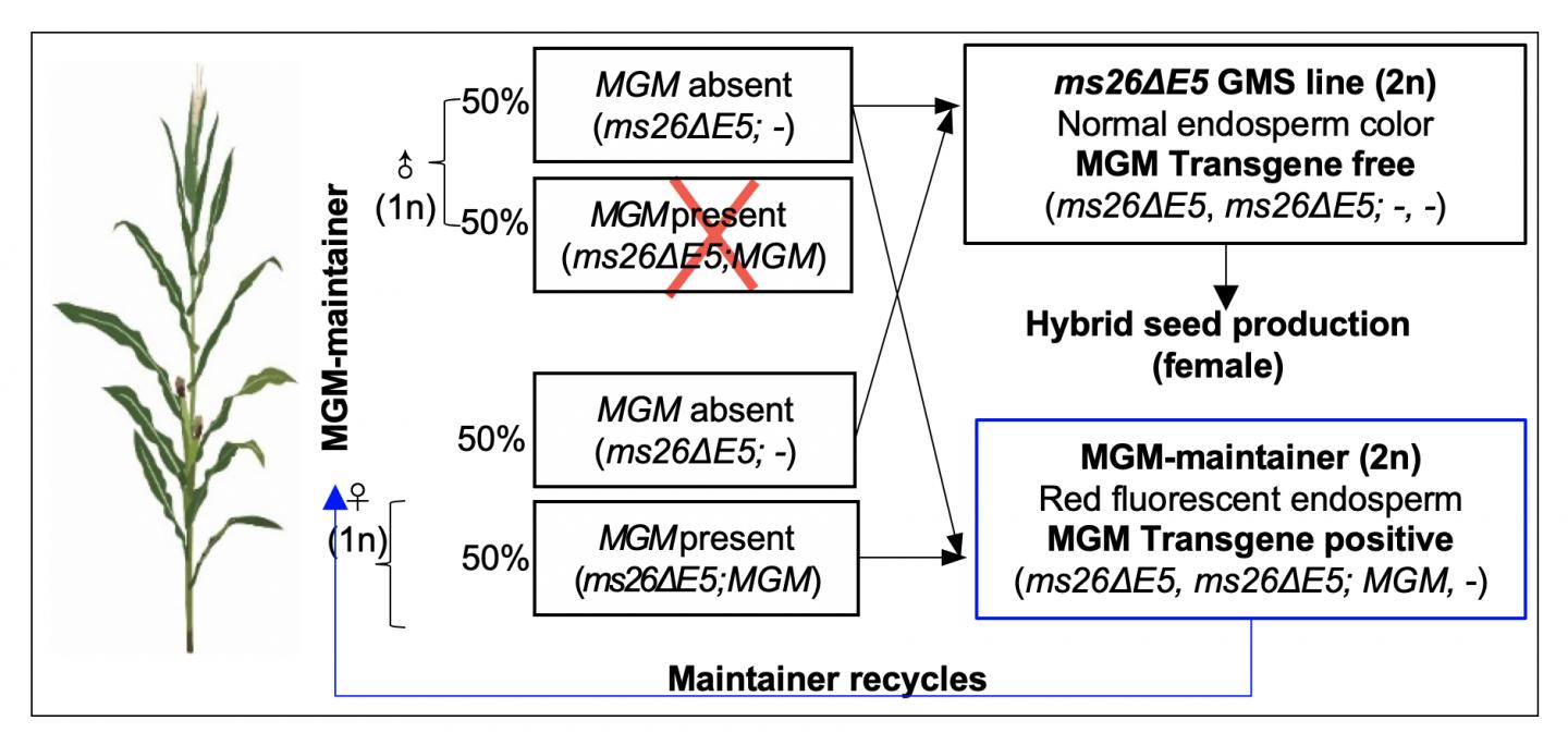Hybrid Seed Workflow [IMAGE] | EurekAlert! Science News Releases